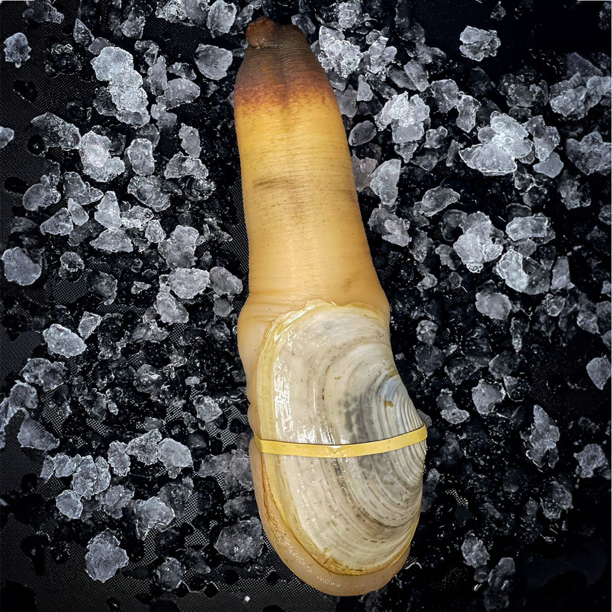 Live Seafood – Grayzone Seafood