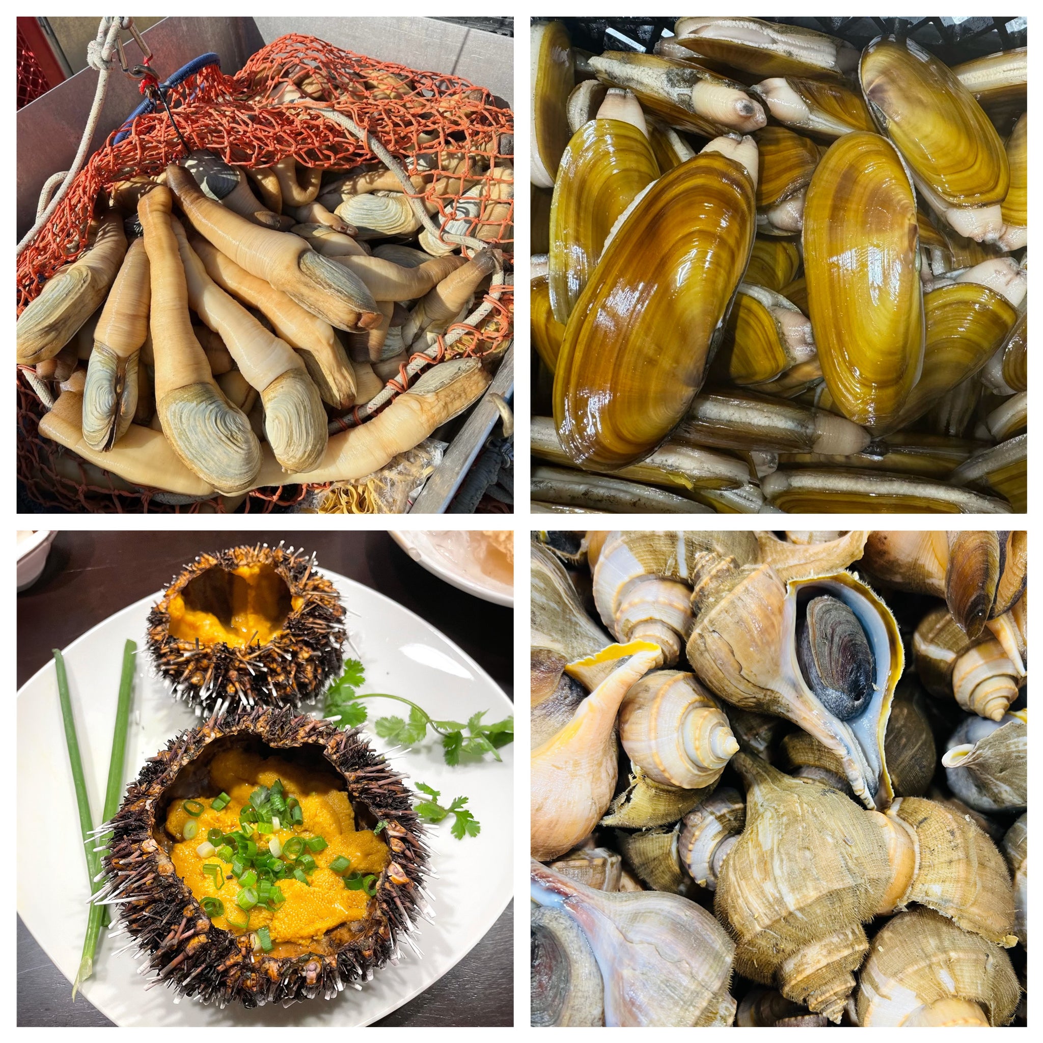 Grayzone Seafood 灰色地带海鲜